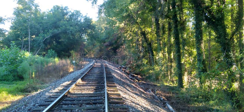 Train Tracks through Swamp stock image. Image of swamp - 230532245