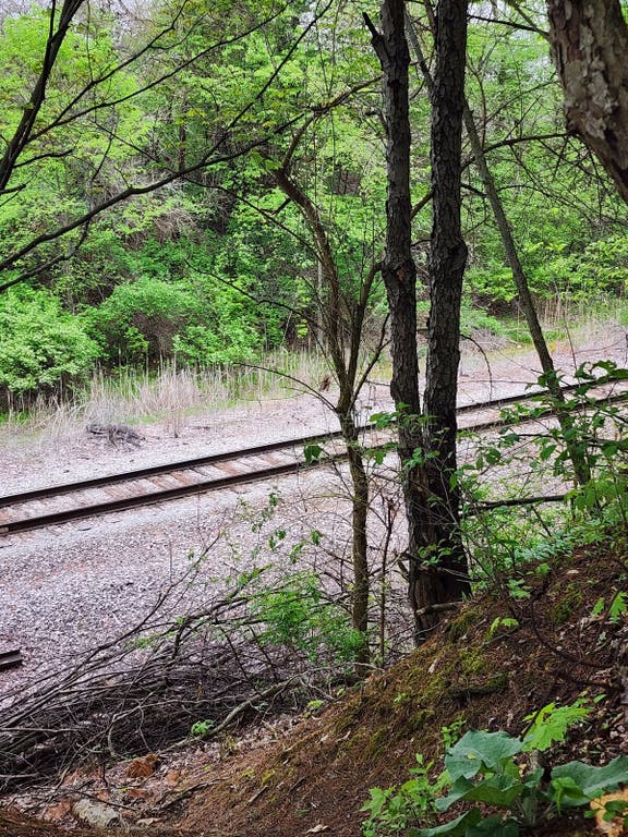 Train tracks in the woods stock photo. Image of train - 277468594
