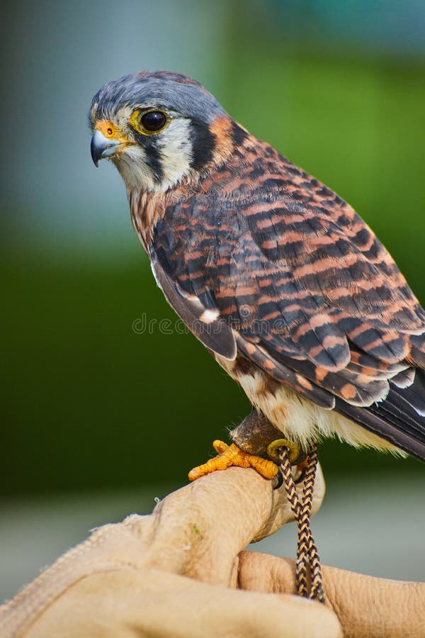 Trained American Kestrel Raptor Sitting on Leather Glove of Trainer ...