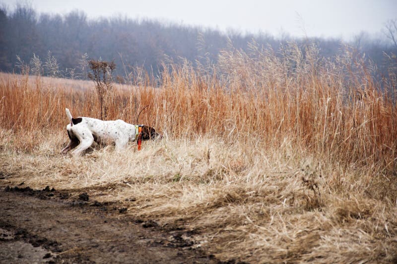 Trained Bird Dog on Point in Field Stock Photo - Image of canine, field ...