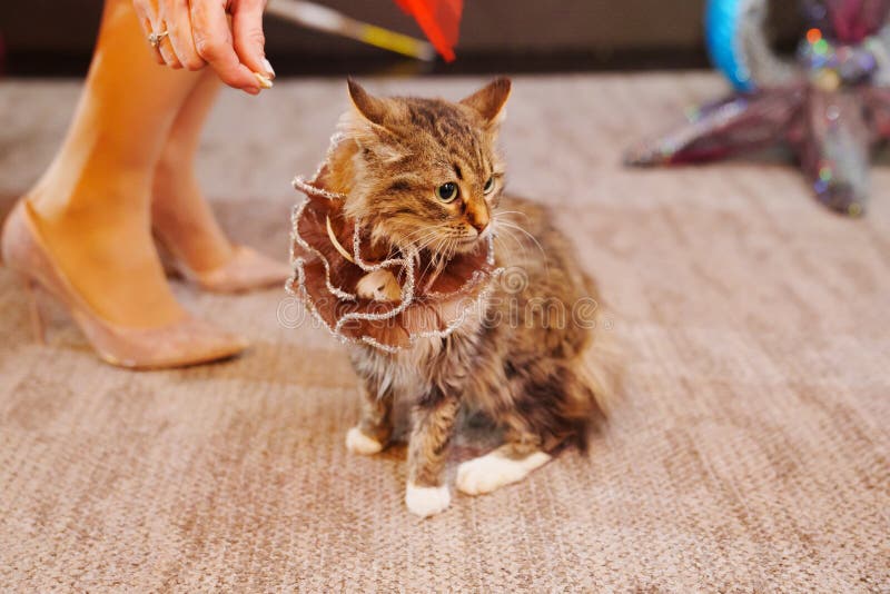 A Trained Cat. Circus Performance with Animals. Stock Image - Image of ...
