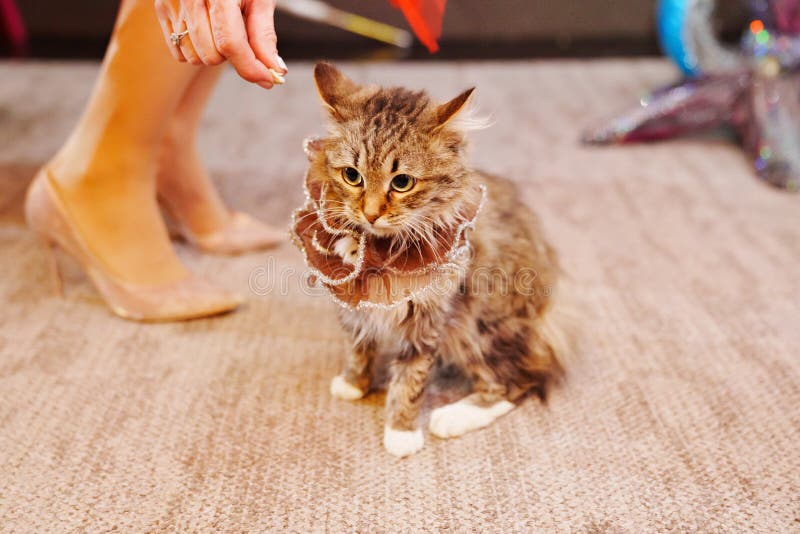 A Trained Cat. Circus Performance with Animals. Stock Photo - Image of ...