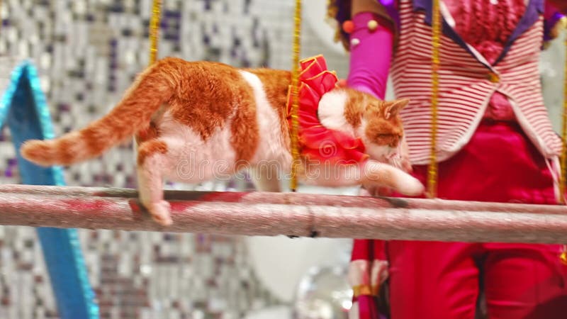 Trained Cat in Stage Costume at a Circus Performance Stock Footage ...