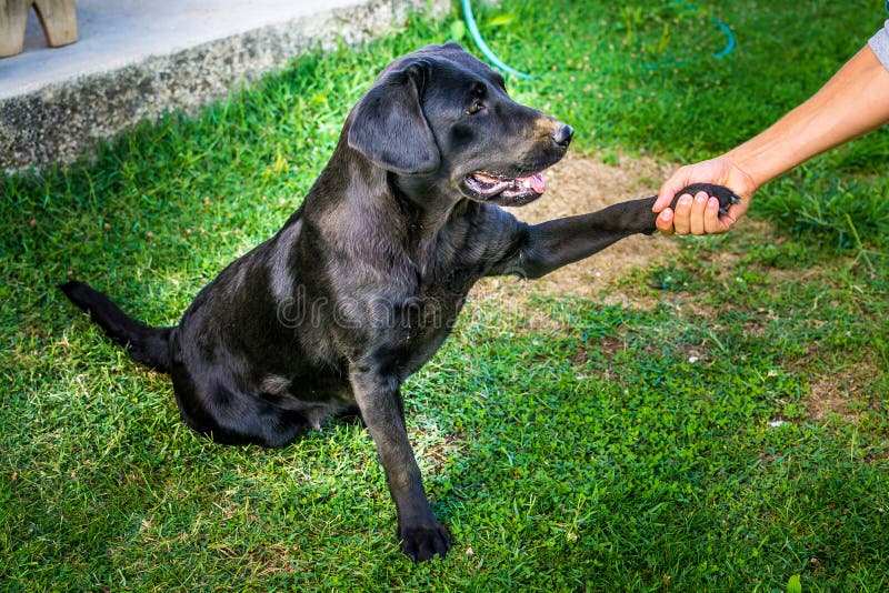 Labrador Retriever Dog Paw Shake Stock Photos - Free & Royalty-Free ...