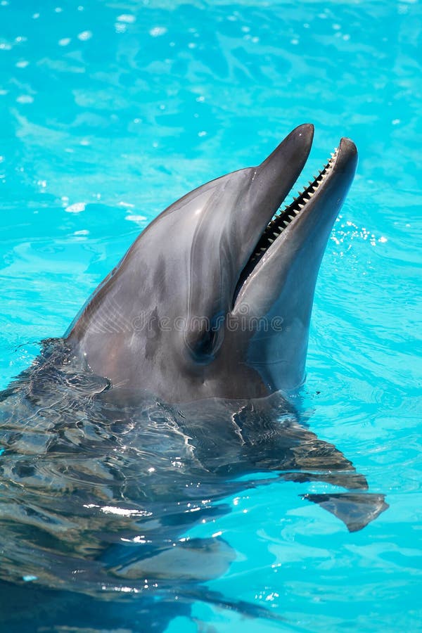 Trained Dolphin Swims in the Pool Water Stock Photo - Image of happy ...