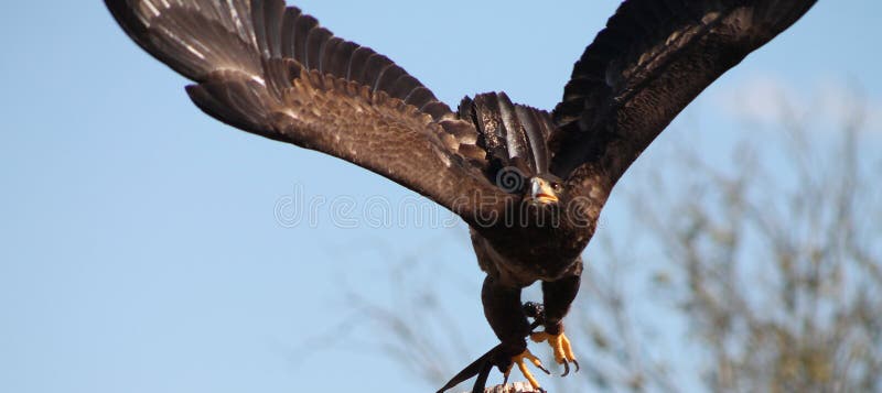 Eagle flying in the air stock image. Image of night - 123738737
