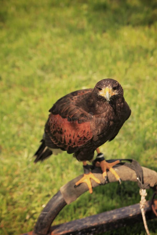 Trained Eagle Resting on a Holder Stock Photo - Image of outdoor, stick ...