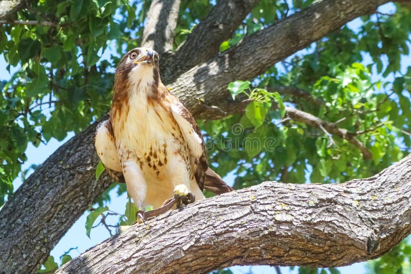 Trained Falcon with Leather Jesses Binding Legs Perched in a Tree Stock ...