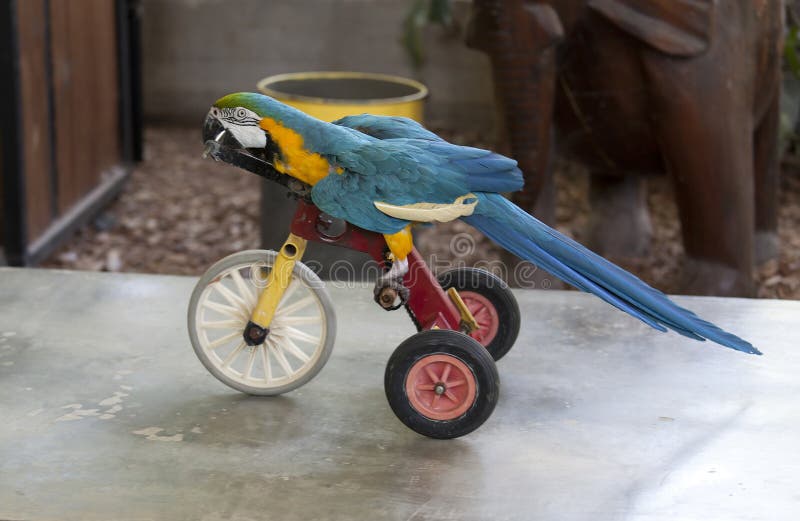 Toy parrot on a bicycle. stock image. Image of shrub - 69868513