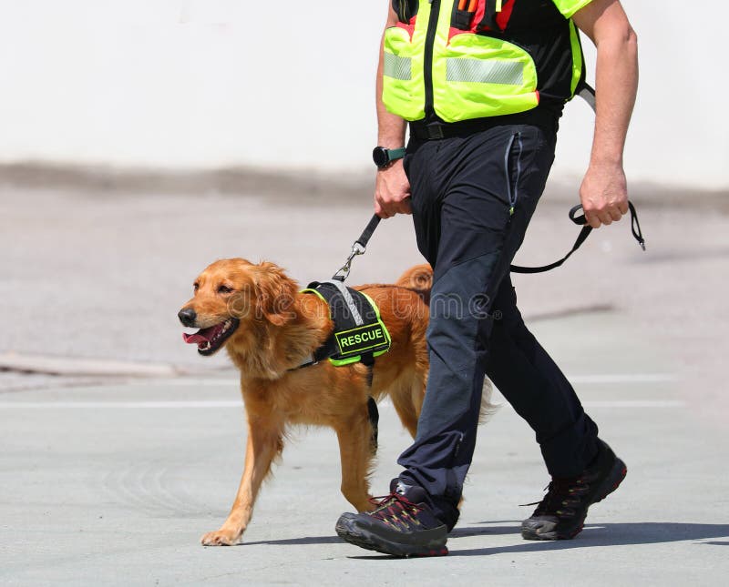 Trained Molecular Detection Dog on the Job Editorial Photography ...