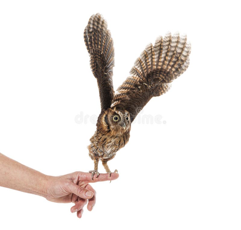 Trained Owl Taking Flight from Human Hand, Isolated on White Stock ...