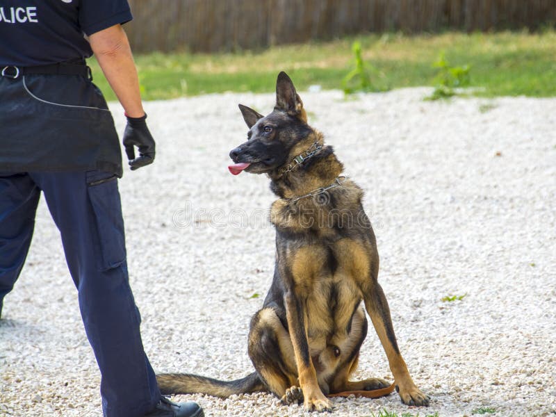 Trained Police Dog in a Show Stock Image - Image of german, trained ...