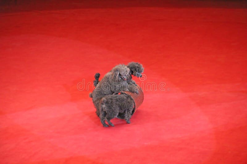 Trained Poodles Performing in Circus Arena. Amusing Dogs Stock Photo ...