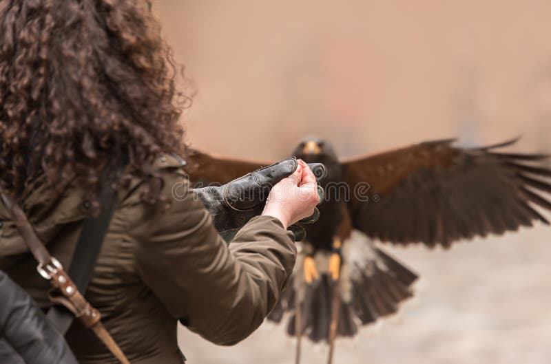 Trained red winged buzzard stock image. Image of fauna - 110452705