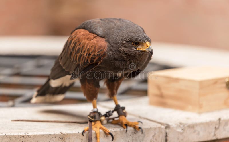 Trained red winged buzzard stock photo. Image of closeup - 110452688