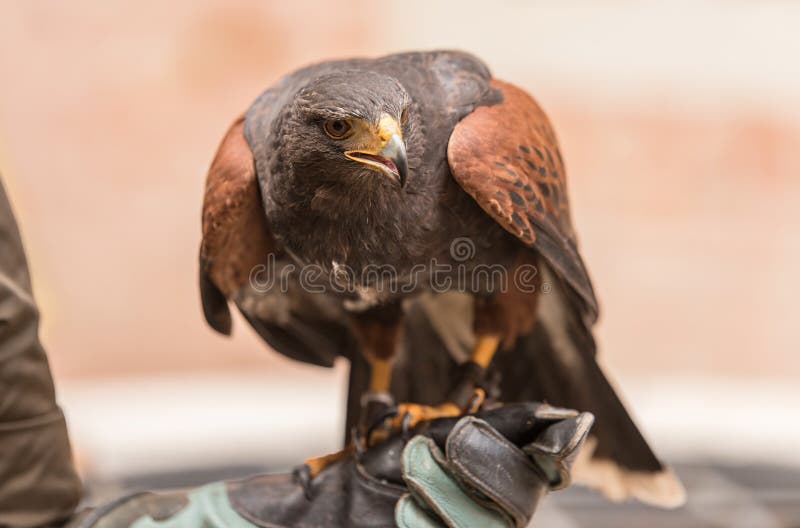 Trained red winged buzzard stock image. Image of eagle - 110452691