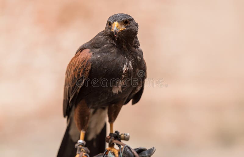 Trained red winged buzzard stock image. Image of beautiful - 110544817