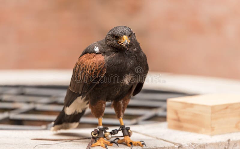 Trained red winged buzzard stock photo. Image of countryside - 110452694
