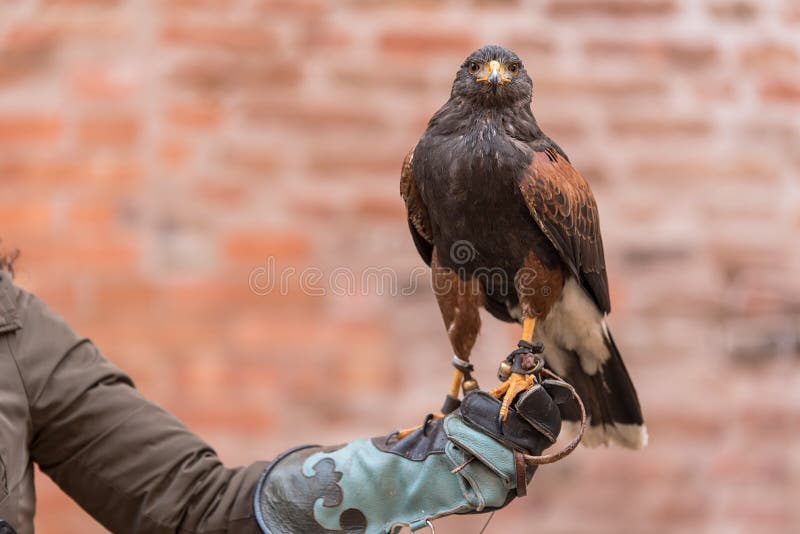 Trained red winged buzzard stock photo. Image of buzzard - 110545192