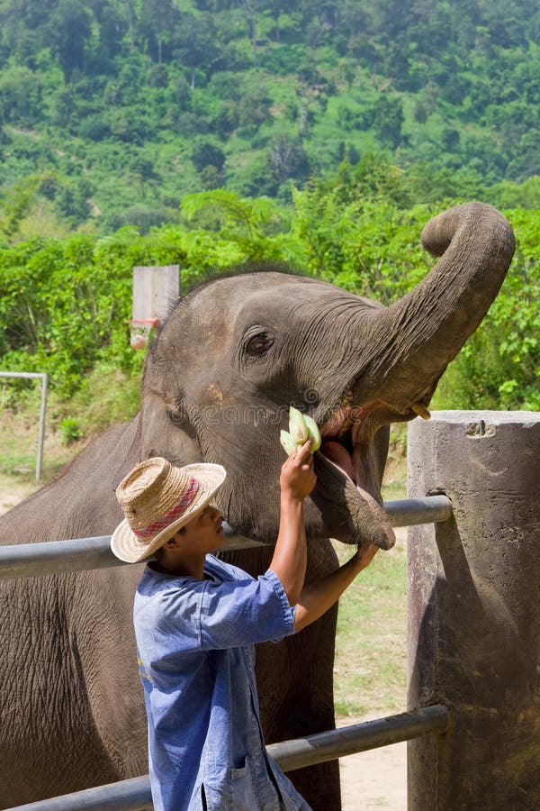 Trainer Feeding an Elephant Editorial Stock Photo - Image of camp ...
