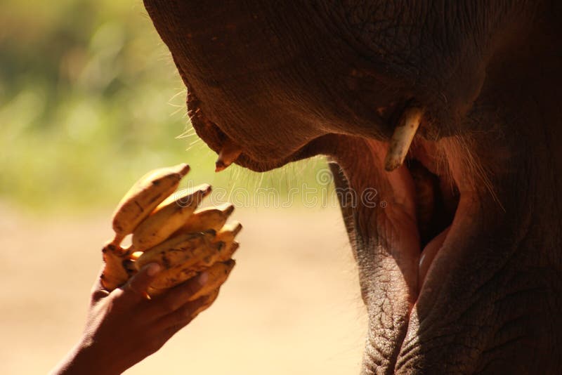 The Elephant and the Bananas Stock Image - Image of feeds, animal ...