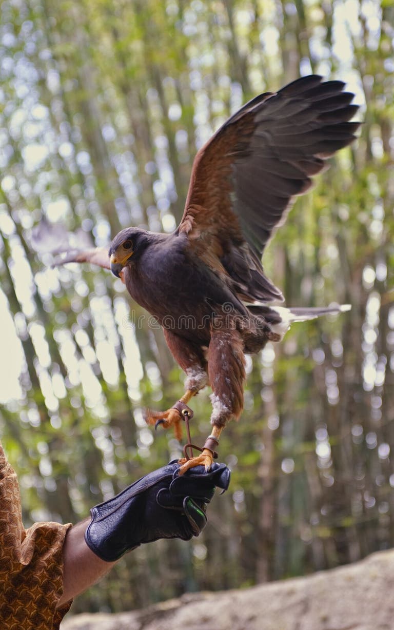 798 Hobby Hawk Stock Photos - Free & Royalty-Free Stock Photos from ...