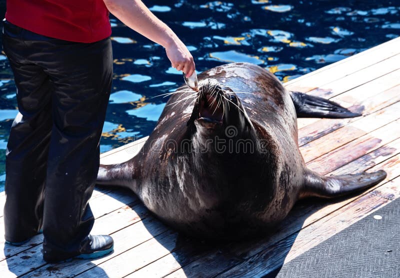 Feeding seal with fish stock image. Image of portrait - 256882969