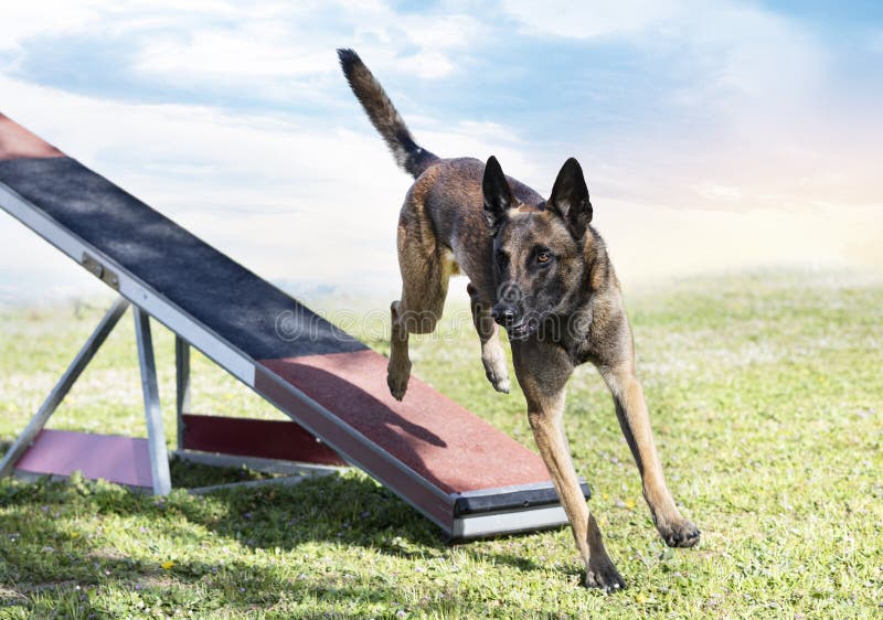 Training of agility stock photo. Image of zigzag, fence - 278549974