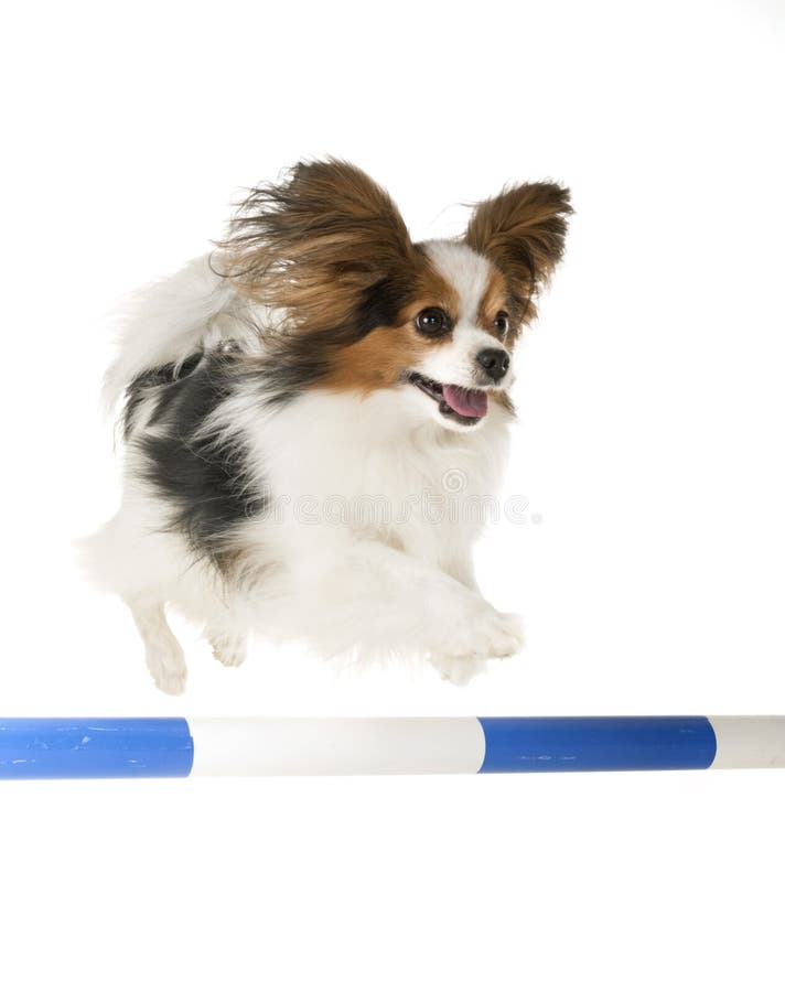 Training of agility stock photo. Image of sport, animal - 115709612