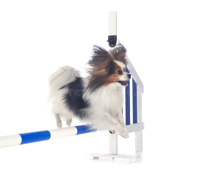 Agility Papillon Jumping Stock Photos - Free & Royalty-Free Stock ...
