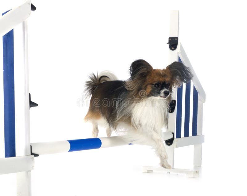Agility Papillon Jumping Stock Photos - Free & Royalty-Free Stock ...