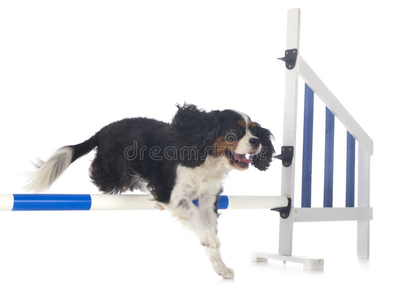 Training of agility stock photo. Image of background - 163156492