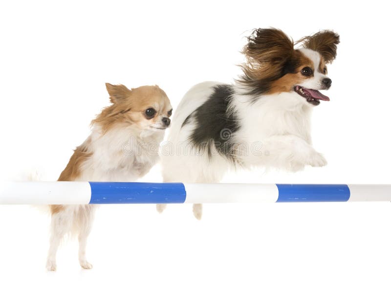 Agility Papillon Jumping Stock Photos - Free & Royalty-Free Stock ...