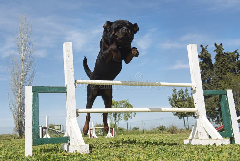 Training of agility stock image. Image of rottweiler - 53377299