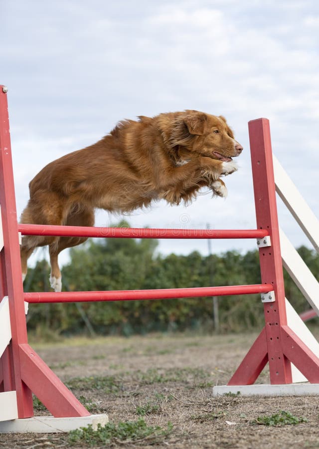 Training of agility stock image. Image of agility, outdoor - 160472749