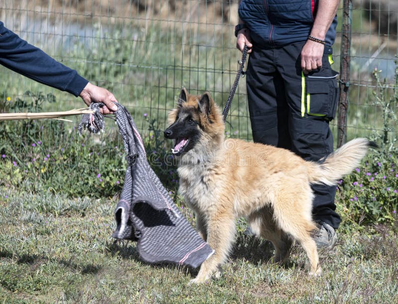 Training of Belgian Shepherd Stock Image - Image of belgian, obedience ...