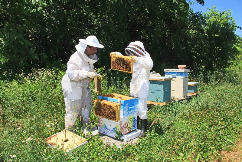 Training a Child To Work with Bees Stock Image - Image of farm, female ...