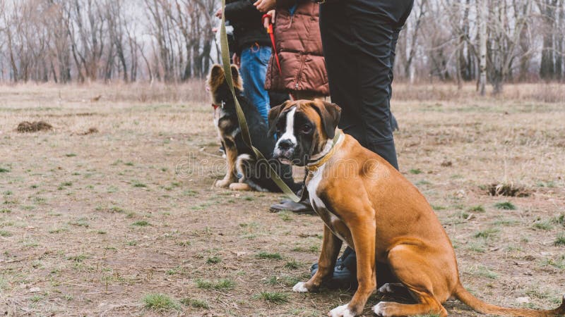 Training Dog Breed Boxer. Dog Training in the City Stock Photo - Image ...