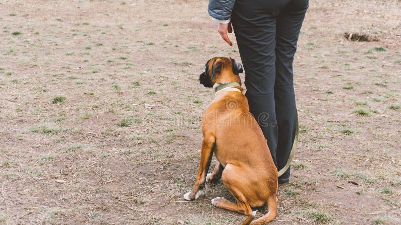 Training Dog Breed Boxer. Dog Training in the City Stock Photo - Image ...