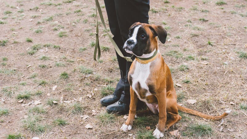 Training Dog Breed Boxer. Dog Training in the City Stock Photo - Image ...