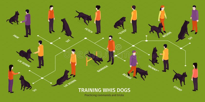 Training Dogs Isometric Infographics Stock Vector - Illustration of ...