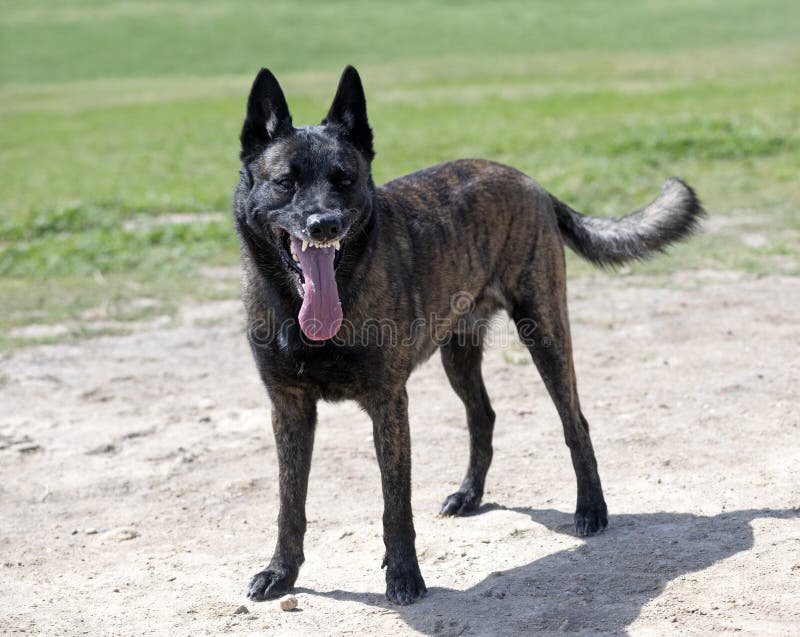 Training of Dutch Shepherd stock image. Image of playing - 384980799