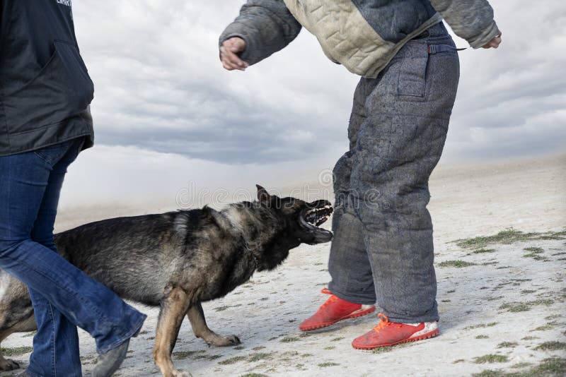 Training of German Shepherd Stock Image - Image of cute, service: 242968141