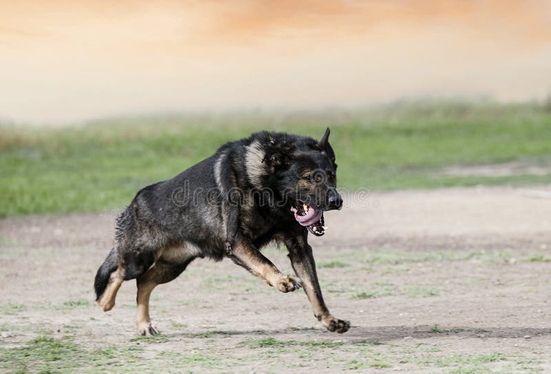 Training of German Shepherd Stock Photo - Image of puppy, competion ...