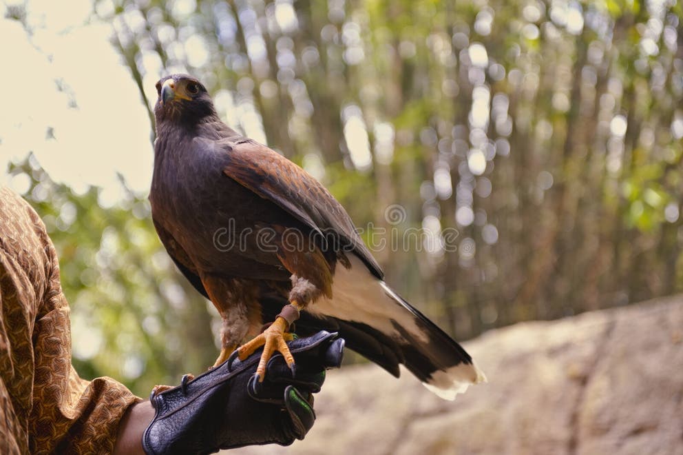 Training a Hawk stock image. Image of sitting, glove, hawk - 4859303