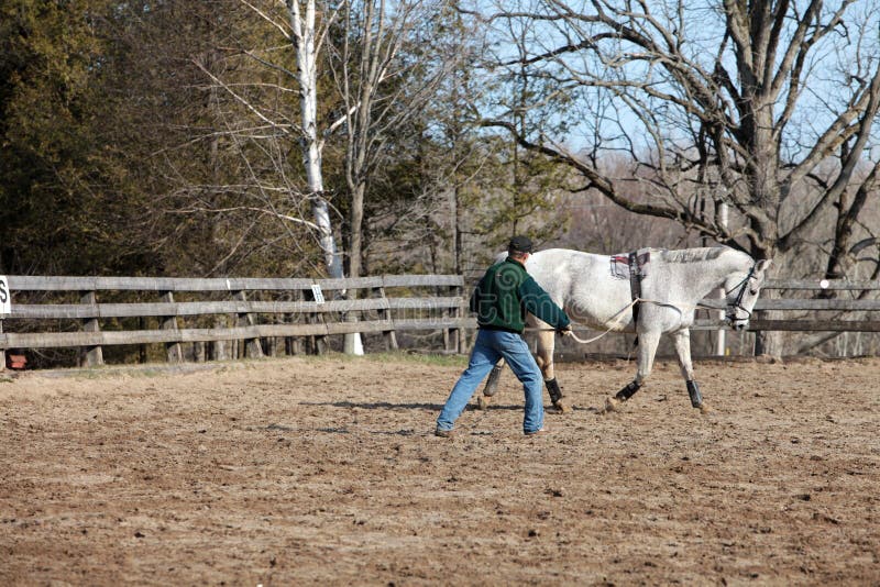 Training a Horse To Long Line Stock Image - Image of animal, horseman ...