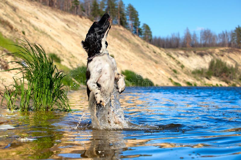 Training a Hunting Dog on the Water Stock Image - Image of wave, guard ...