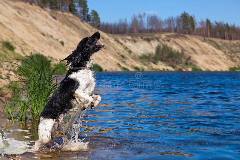 Training a Hunting Dog on the Water Stock Image - Image of water, green ...