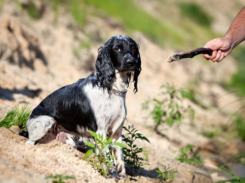 Training a Hunting Dog on the Water Stock Image - Image of wave, guard ...