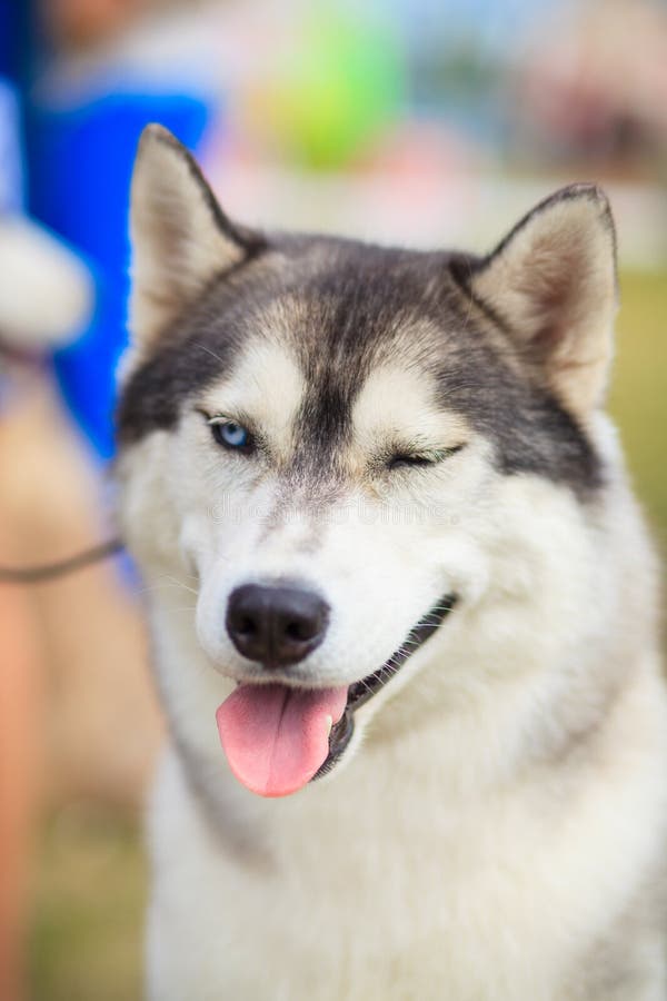Training Huskies stock photo. Image of leisure, looking - 59332846